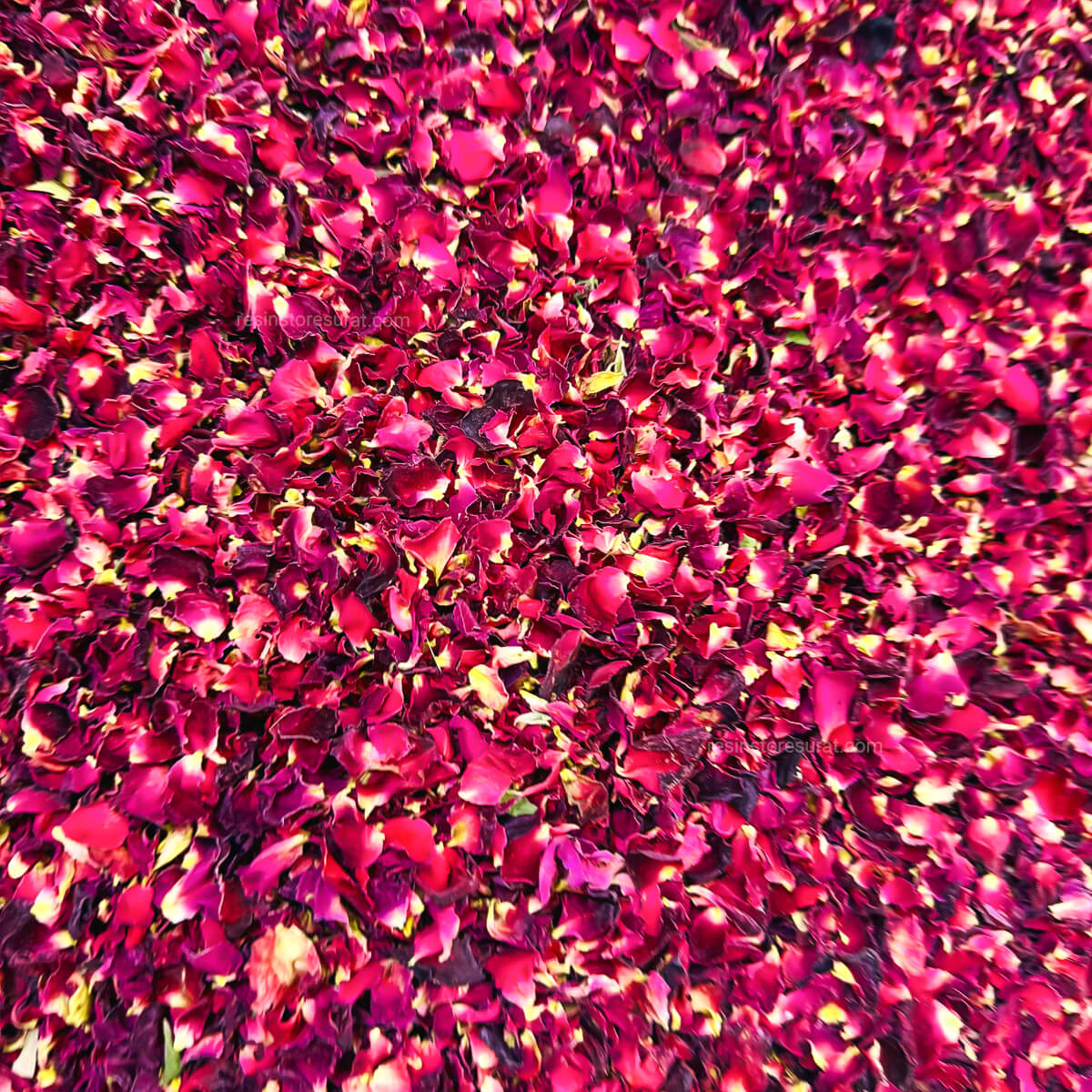 Dried Rose Petals – Resin Store Surat